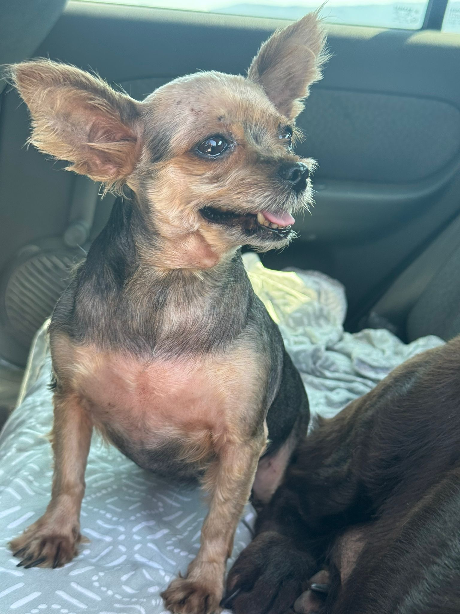 Nuestros perros PITULA