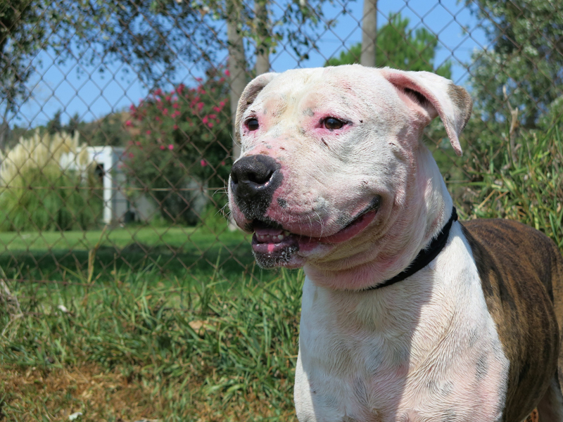 Nuestros perros COTE