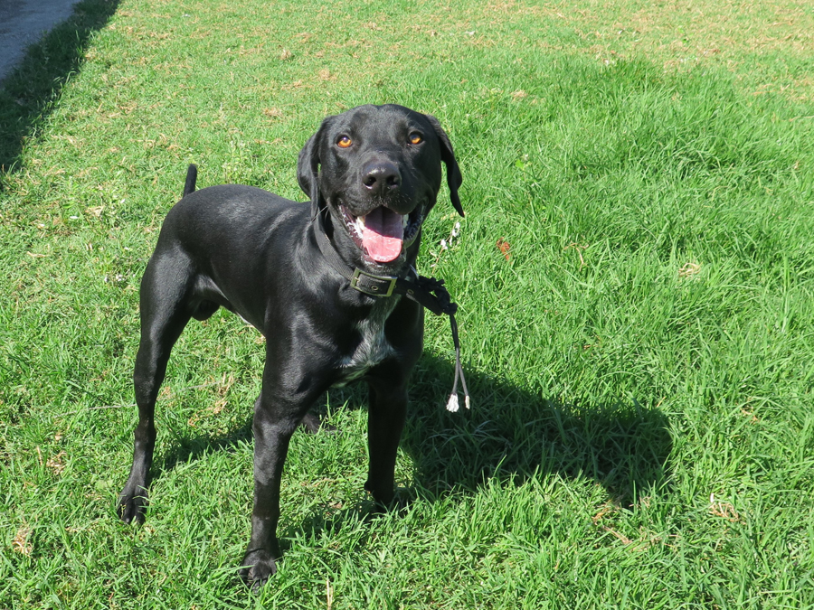 Nuestros perros POLO
