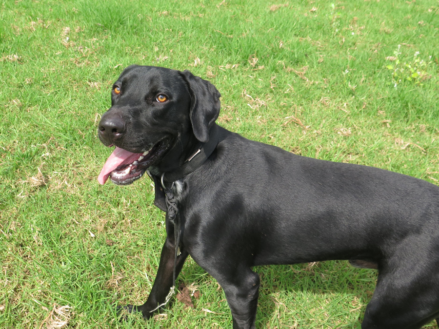 Nuestros perros POLO