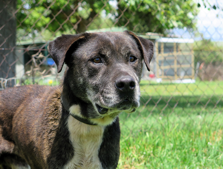 Nuestros perros CANELON