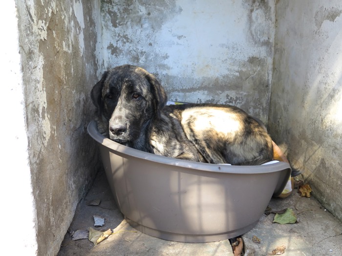 Nuestros perros TINA TURNER